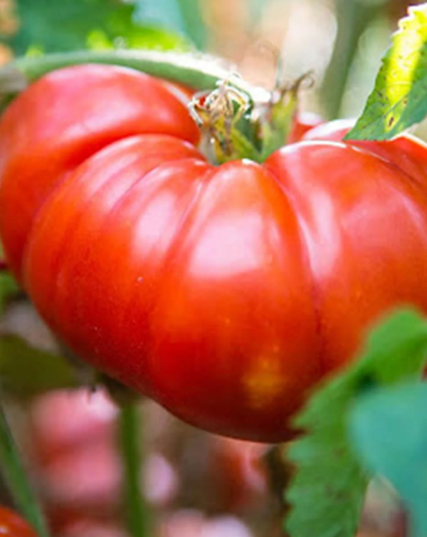 Tomato 'Marmande' Seeds - Studio Dine