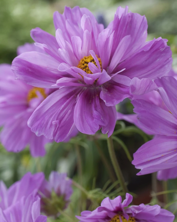 Cosmos 'Fizzy Pink' Seeds - Studio Dine